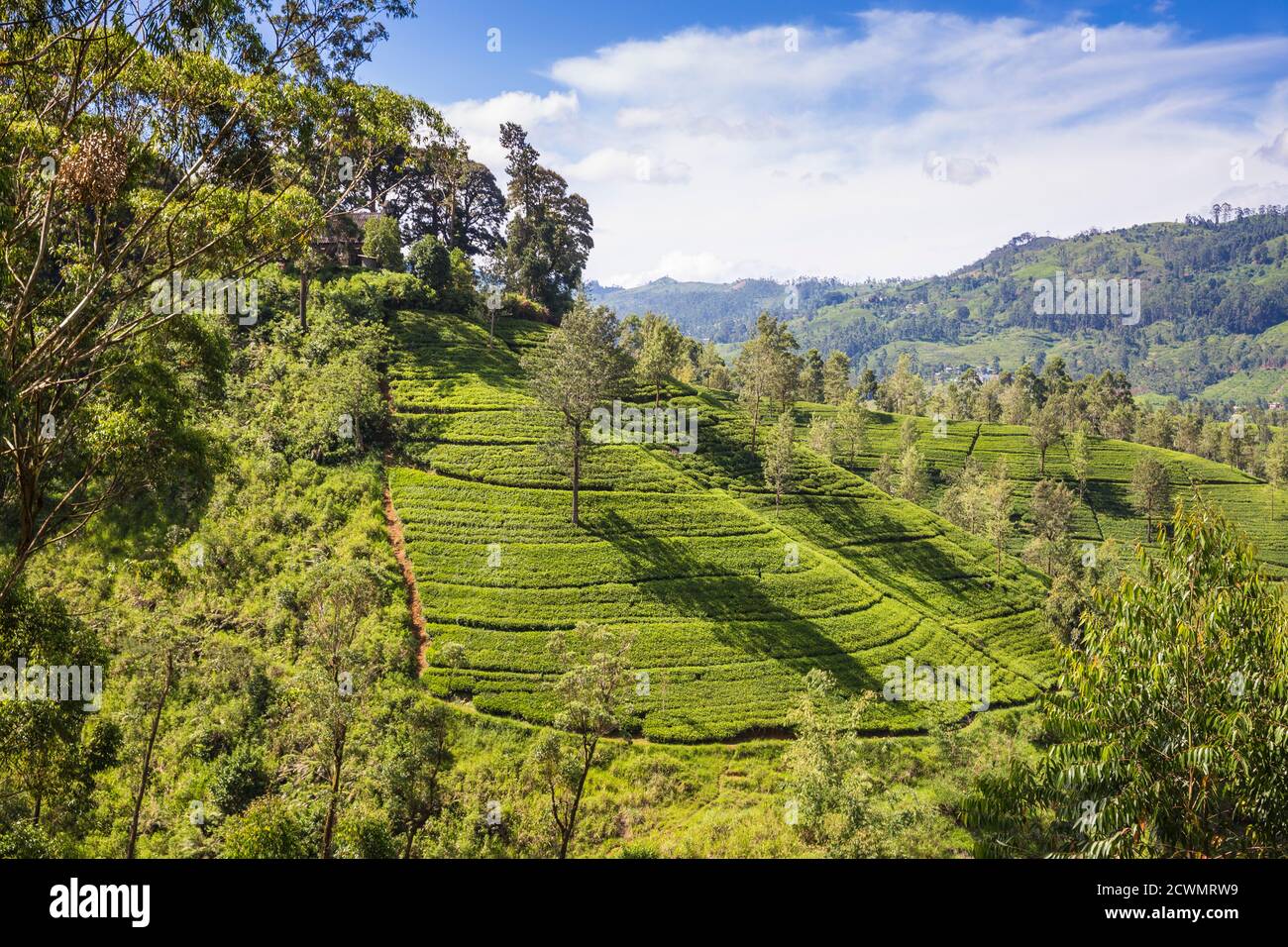 Sri Lanka, Hatton, Castlereagh Lake, Tea Estate Stock Photo - Alamy