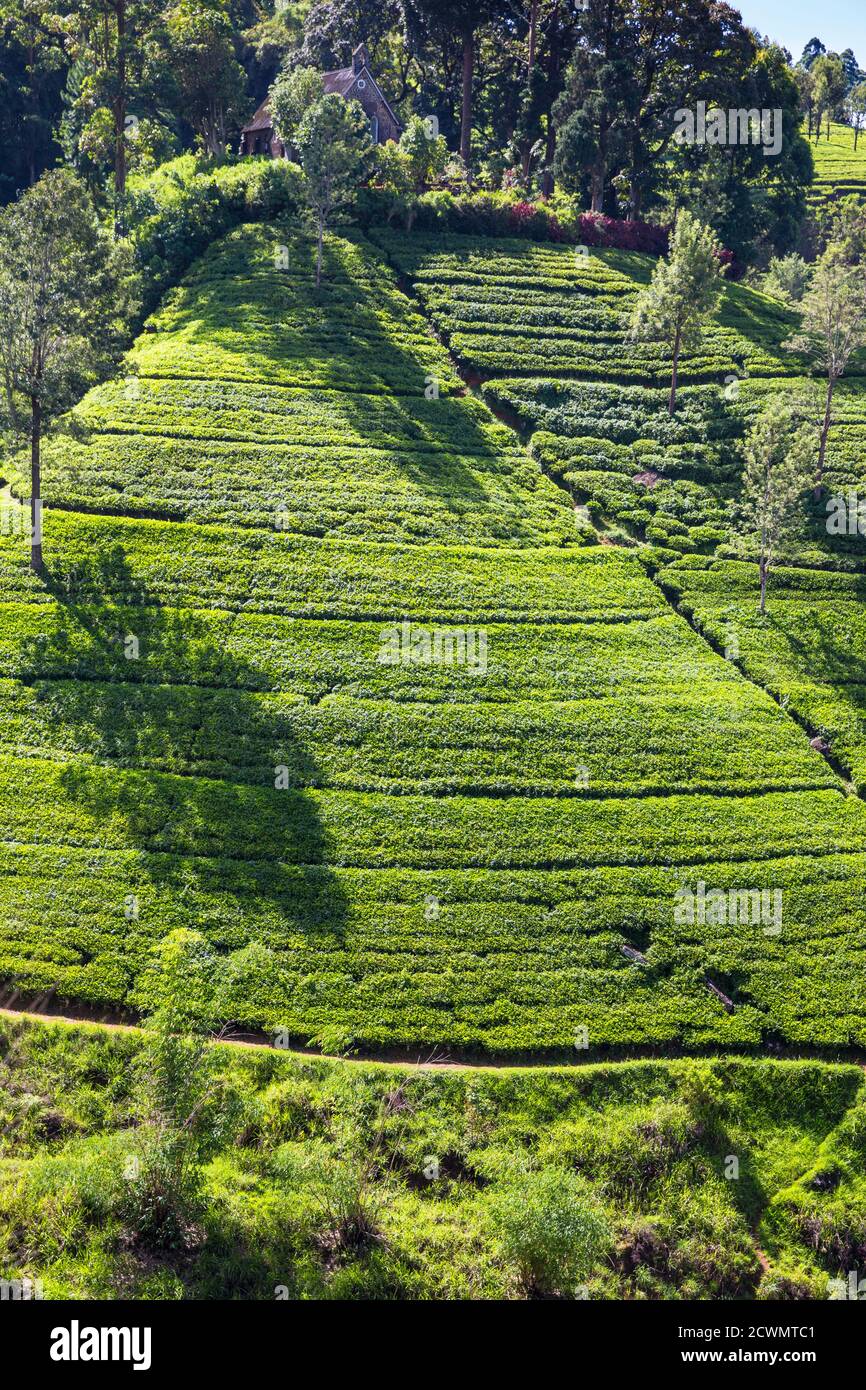 Sri Lanka, Hatton, Castlereagh Lake, Tea Estate Stock Photo - Alamy
