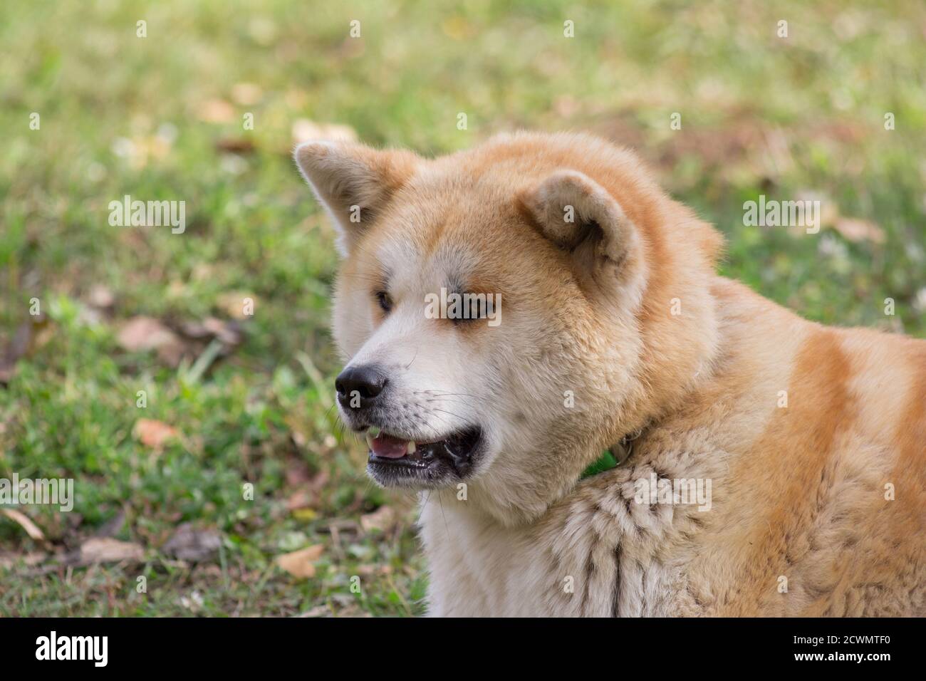 Akita dog teeth hi-res stock photography and images - Alamy