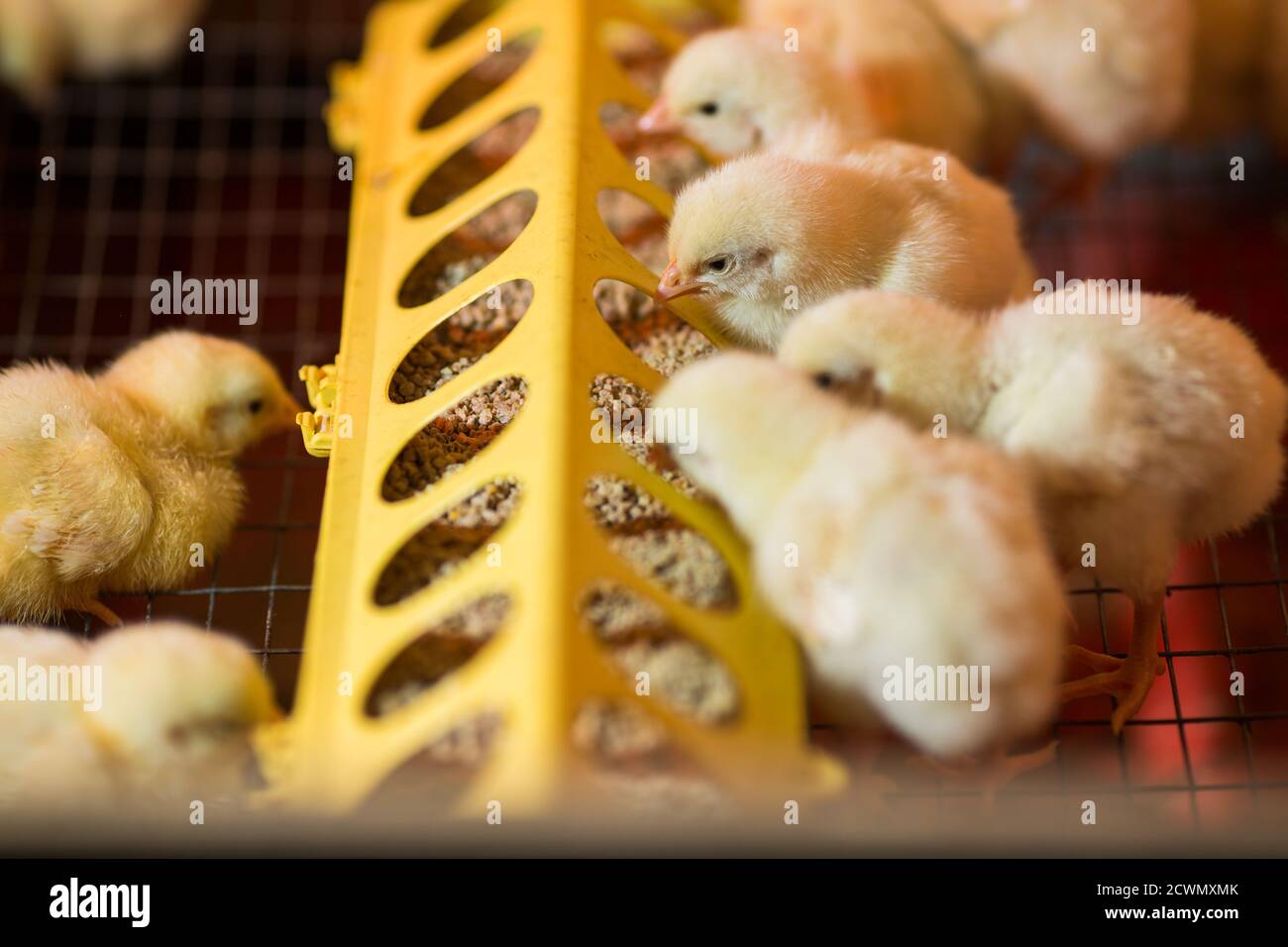 Spring chicks poultry farming birds hi-res stock photography and images ...