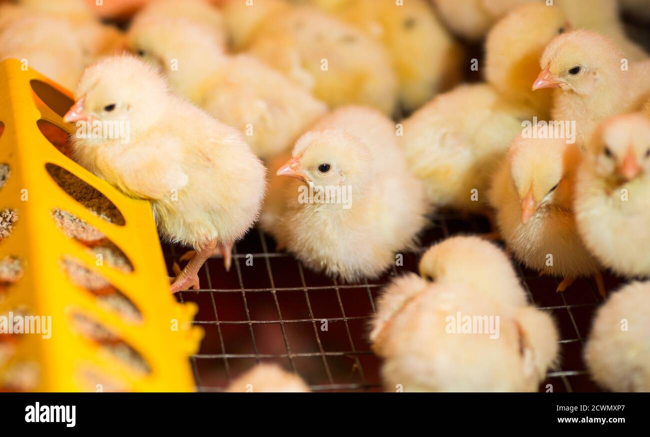 raising chickens on a poultry farm Stock Photo - Alamy