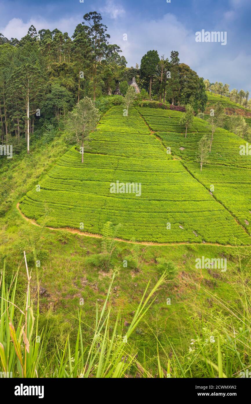Sri Lanka, Hatton, Castlereagh Lake, Tea Estate Stock Photo - Alamy