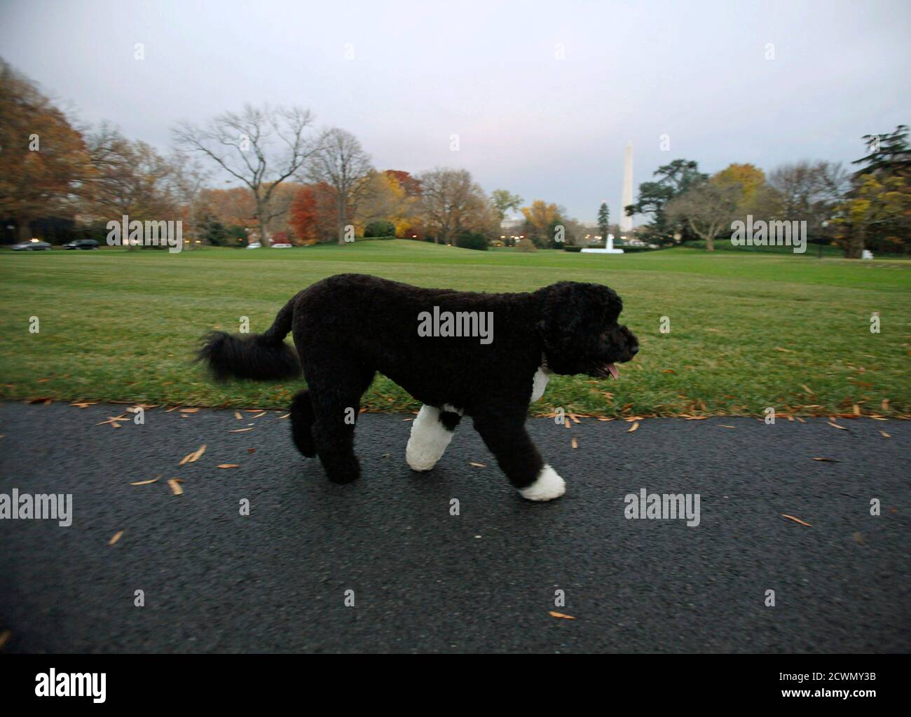 Bo dog obama hi-res stock photography and images - Alamy