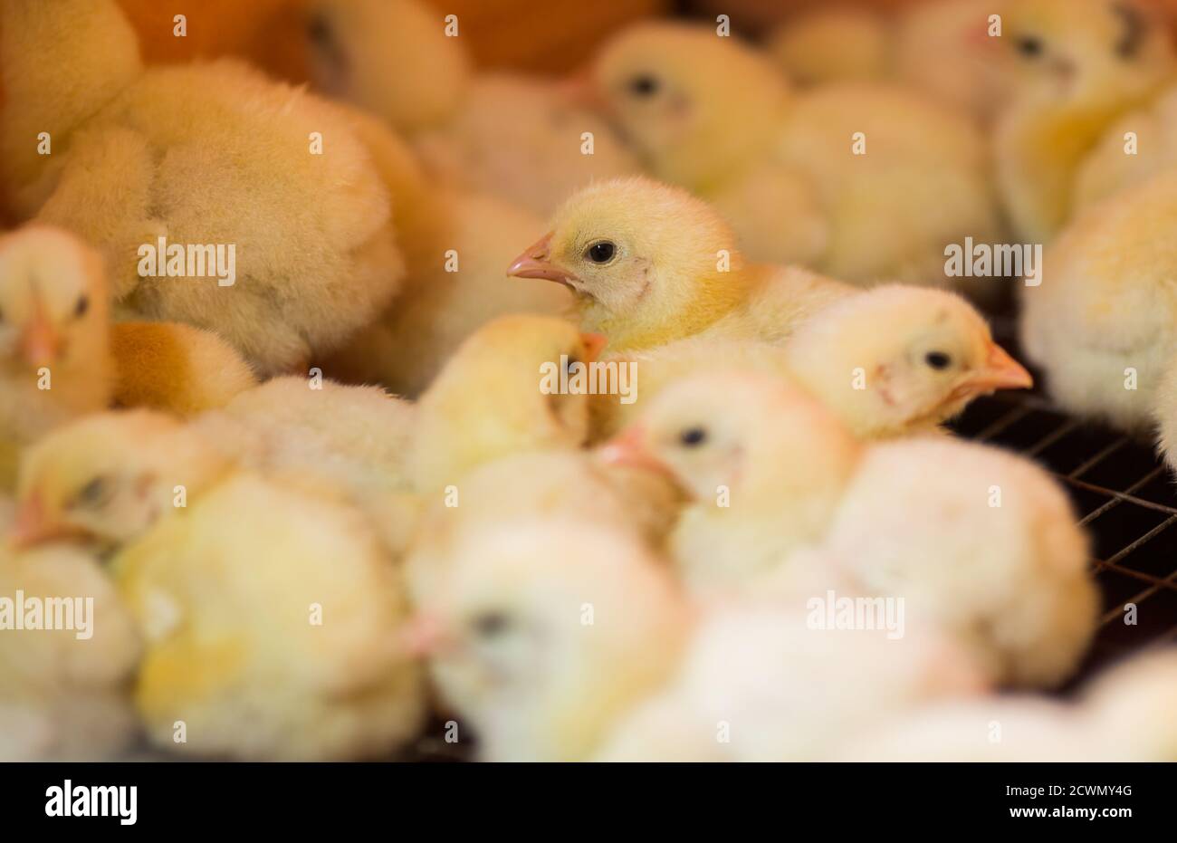Spring chicks poultry farming birds hi-res stock photography and images ...