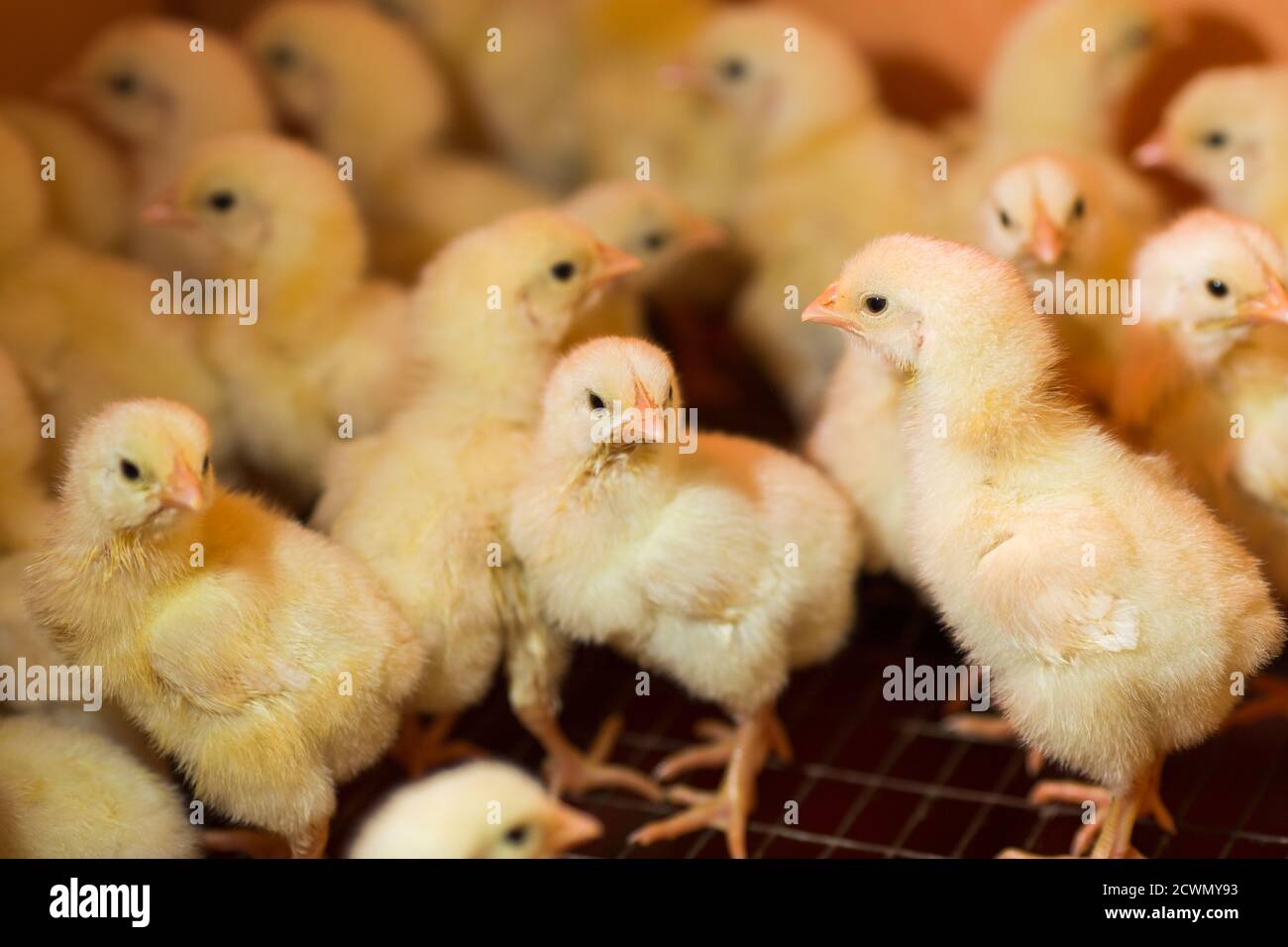 raising chickens on a poultry farm Stock Photo - Alamy