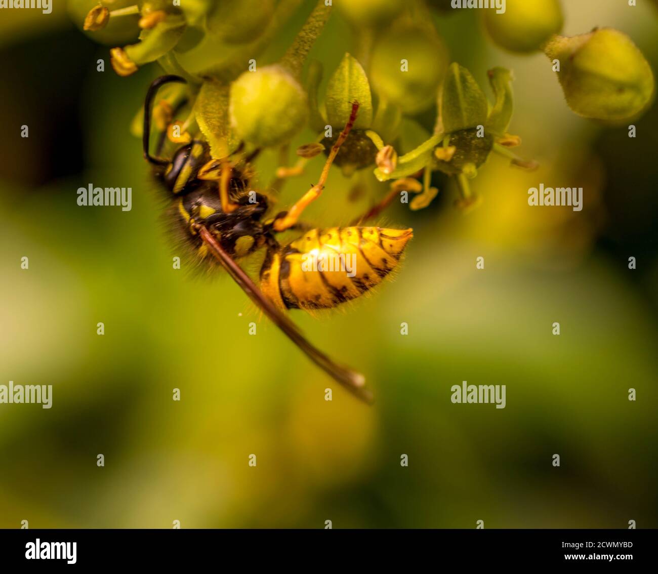 Bee hanging on flower Stock Photo - Alamy