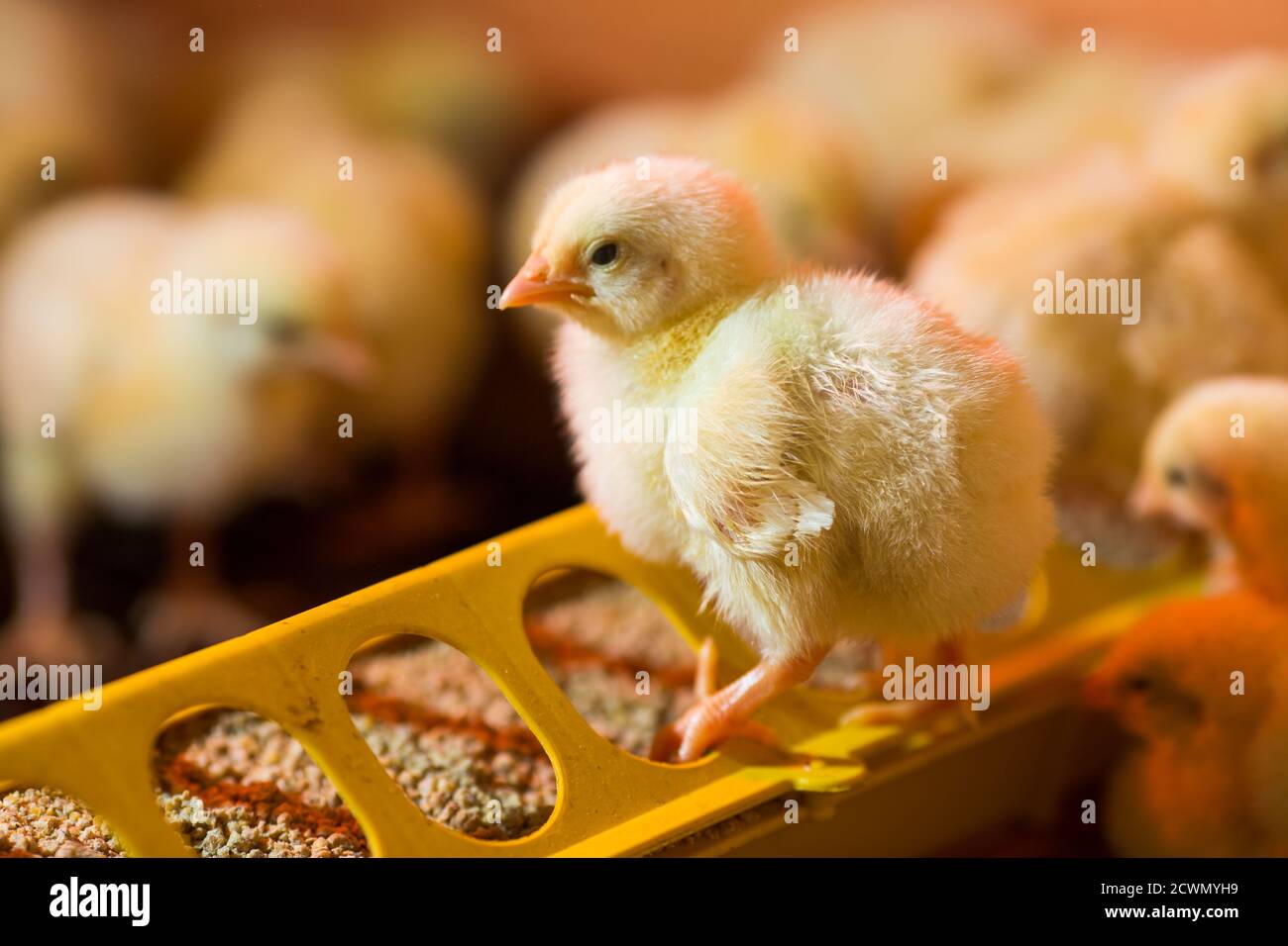 raising chickens on a poultry farm Stock Photo - Alamy
