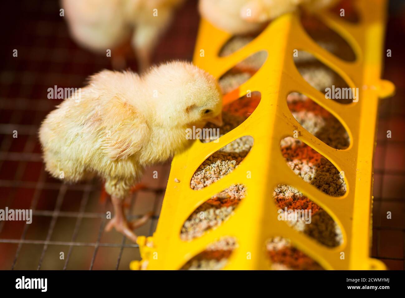 raising chickens on a poultry farm Stock Photo - Alamy