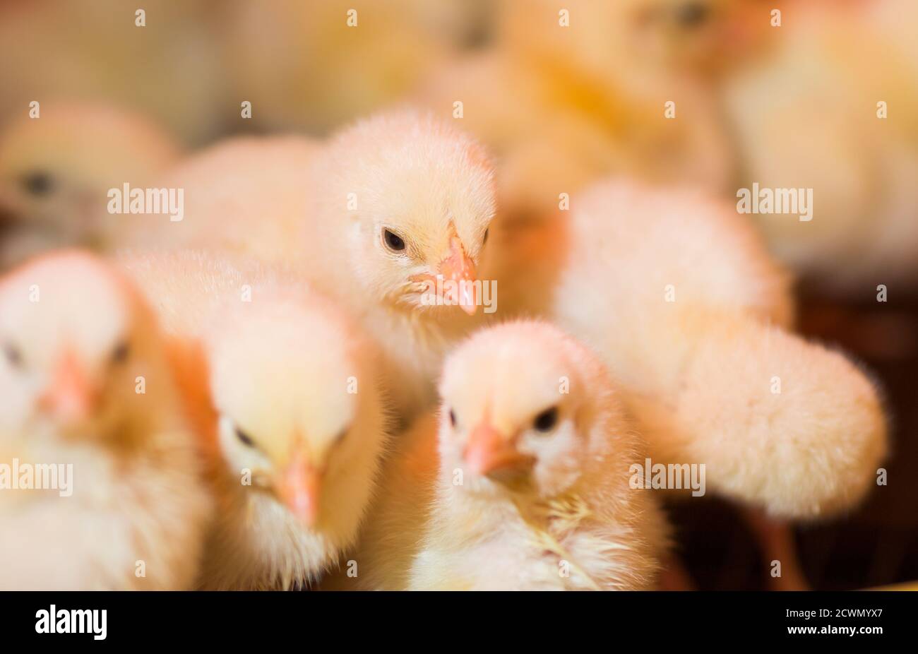Chickens hatching hi-res stock photography and images - Alamy