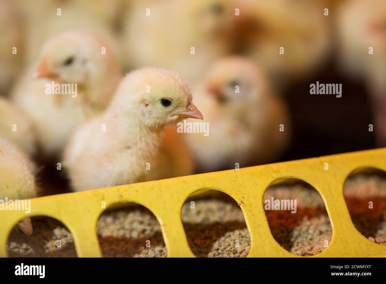 raising chickens on a poultry farm Stock Photo - Alamy