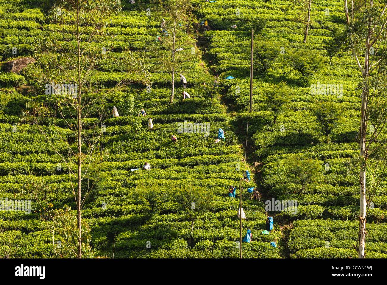 Sri Lanka, Hatton area, Tea Pluckers Stock Photo - Alamy