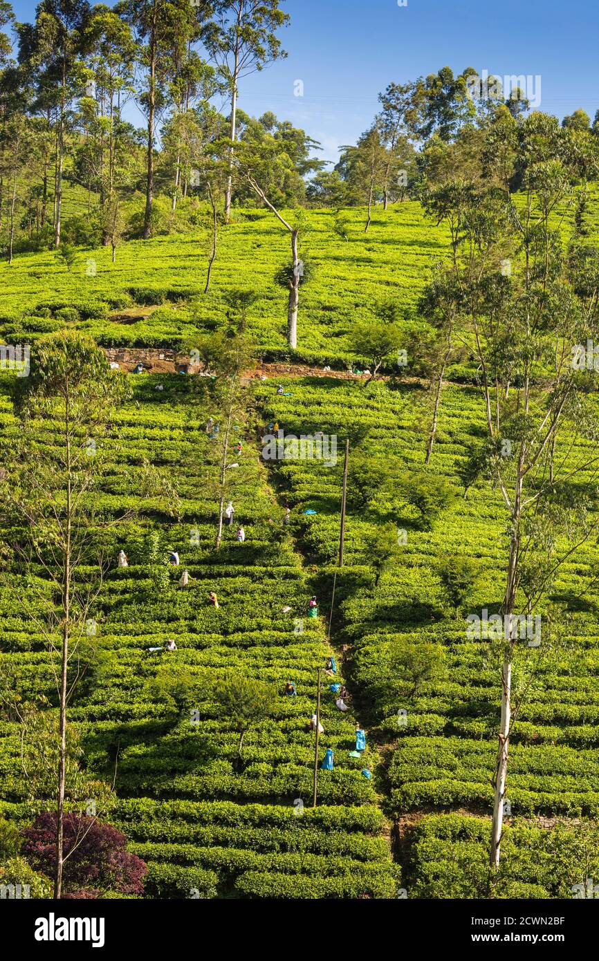 Sri Lanka, Hatton area, Tea Pluckers Stock Photo - Alamy