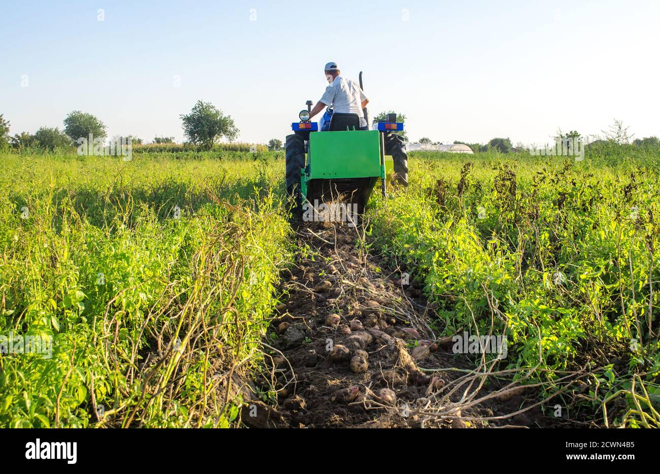Potatoes lying on the soil on background of a digger tractor. The ...