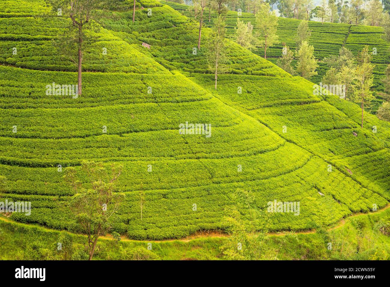 Sri Lanka, Hatton, Castlereagh Lake, Tea Estate Stock Photo - Alamy