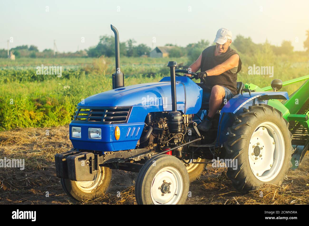 Farmer on a tractor works in the field. Digging up the potato crop ...