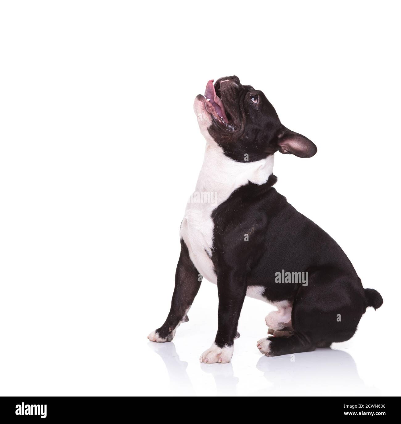 side view of an amazed french bulldog puppy looking up isolated on ...