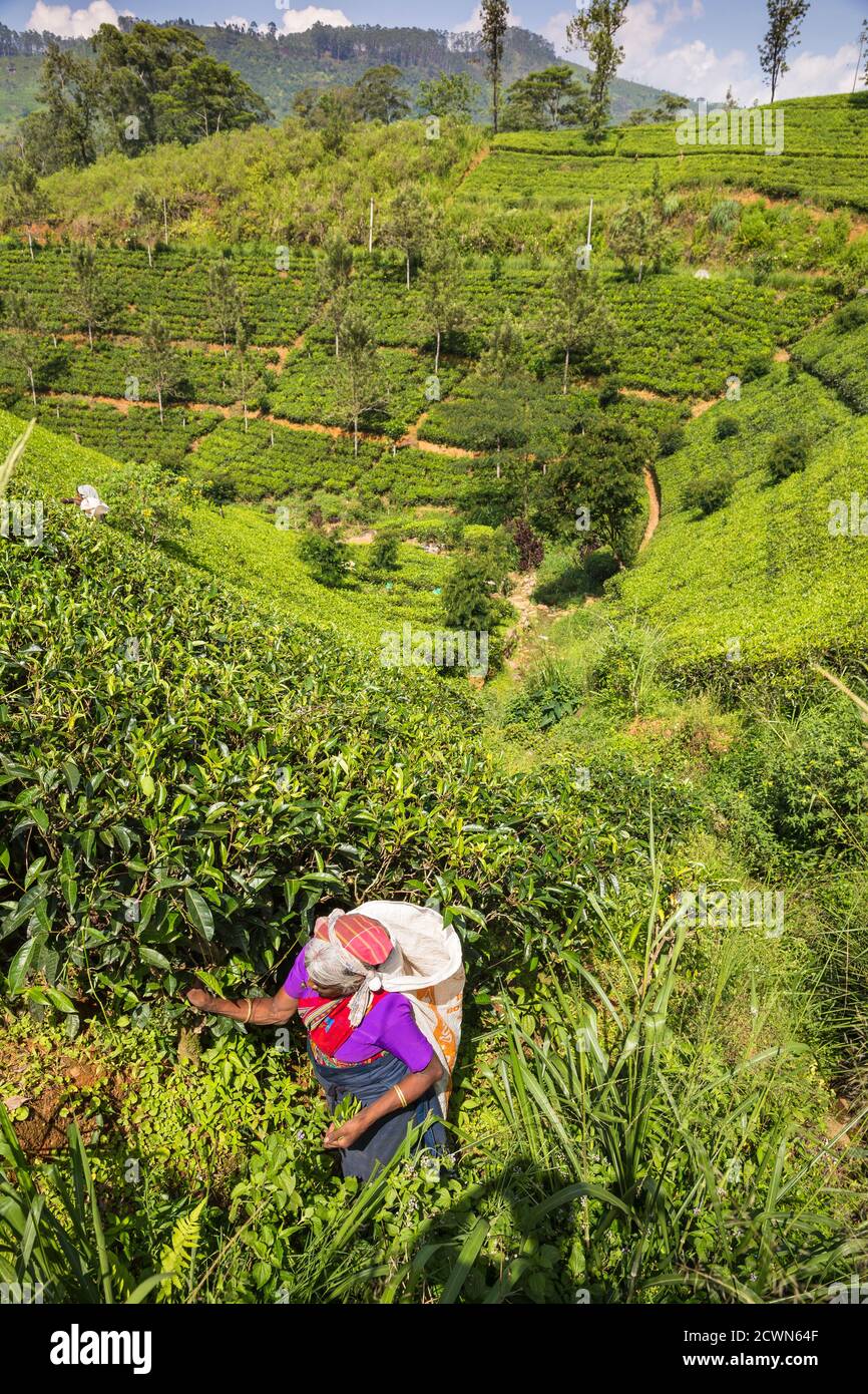 Sri Lanka, Hatton, Castlereagh Lake, Tea plucking Stock Photo - Alamy