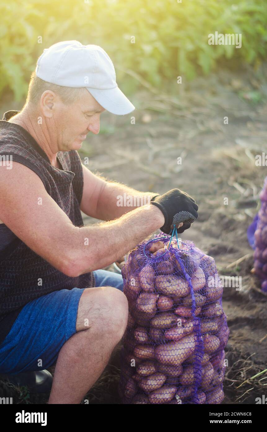 Farmer ties a mesh bag of potatoes. Harvesting potatoes on farm ...
