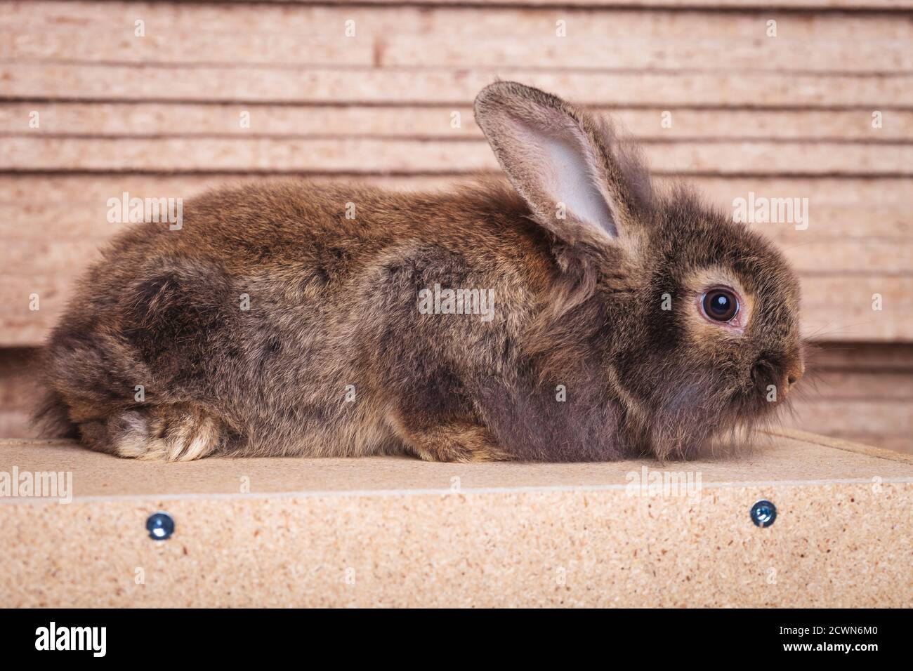Full body of a furry lion head rabbit bunny lying on a wood box Stock ...