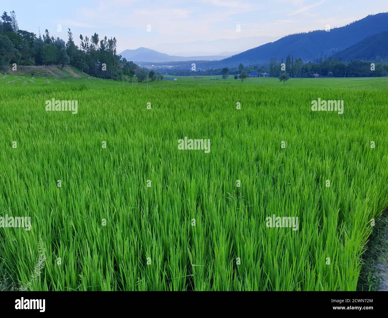 Green vegetable field landscape nature huge beautiful hills and long ...