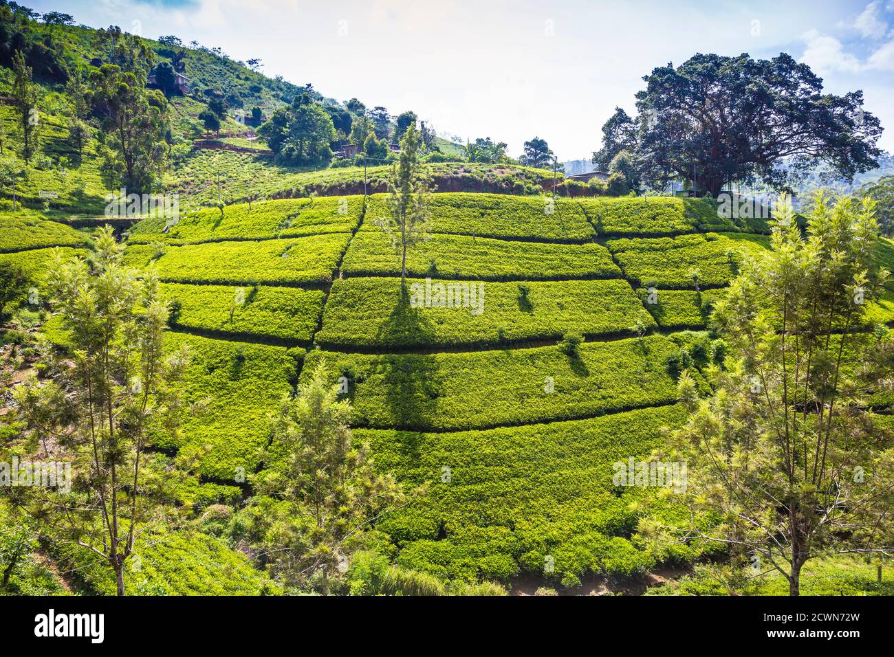 Sri Lanka, Hatton, Castlereagh Lake, Tea Estate Stock Photo - Alamy