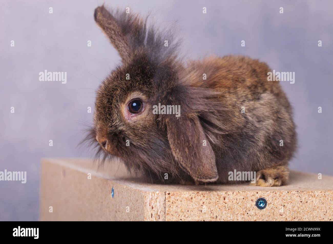 Side view of a furry lion head rabbit bunny holding one ear up while ...