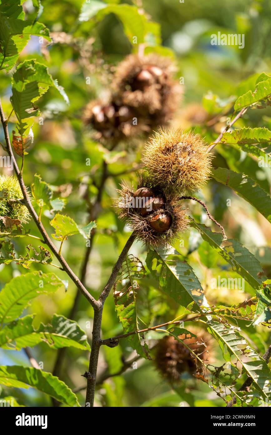 Castanea crenata japan hi-res stock photography and images - Alamy