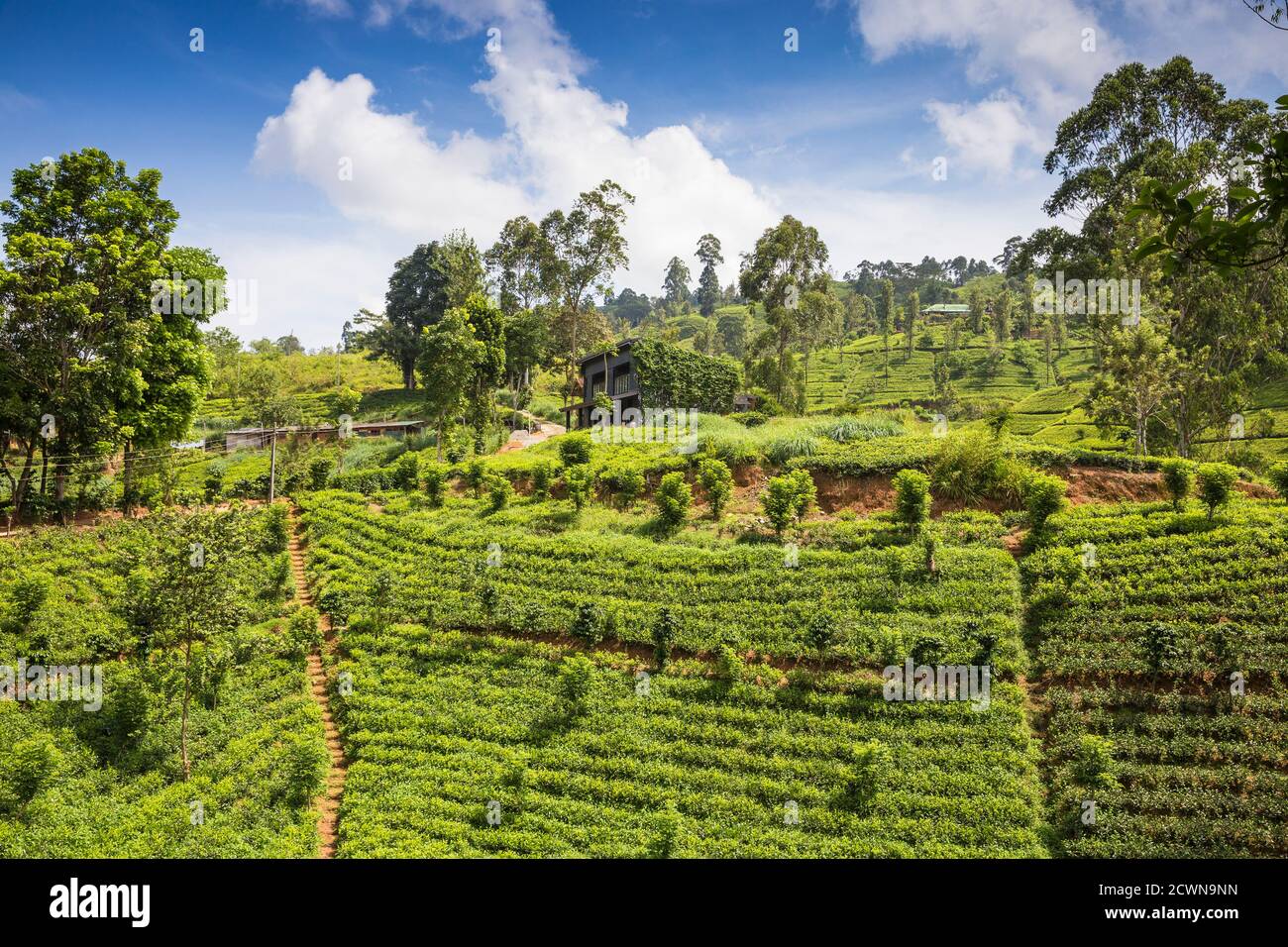 Sri Lanka, Hatton, Castlereagh Lake, Farm Resorts hotel Stock Photo - Alamy