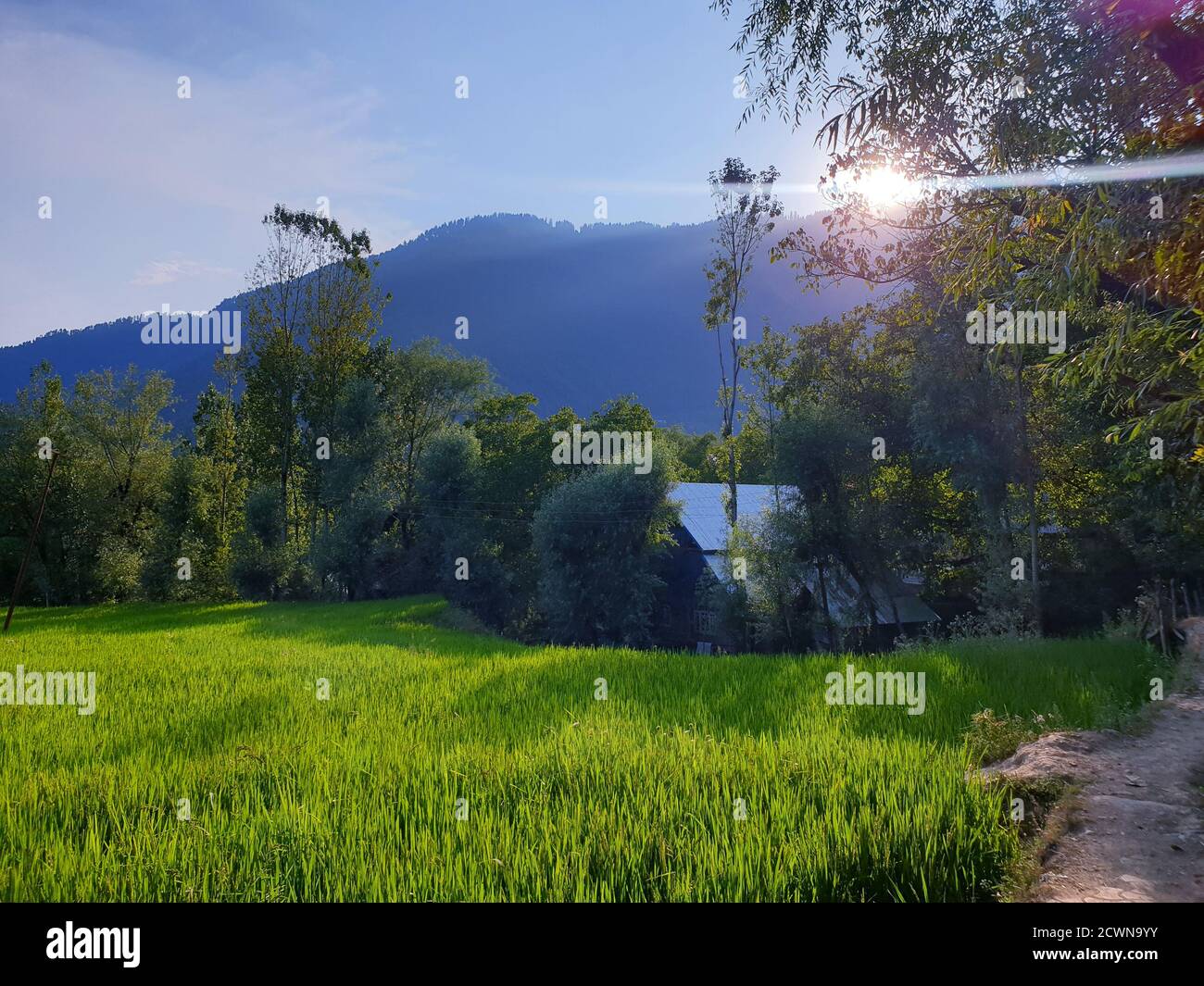 Green vegetable field landscape nature huge beautiful hills and long ...