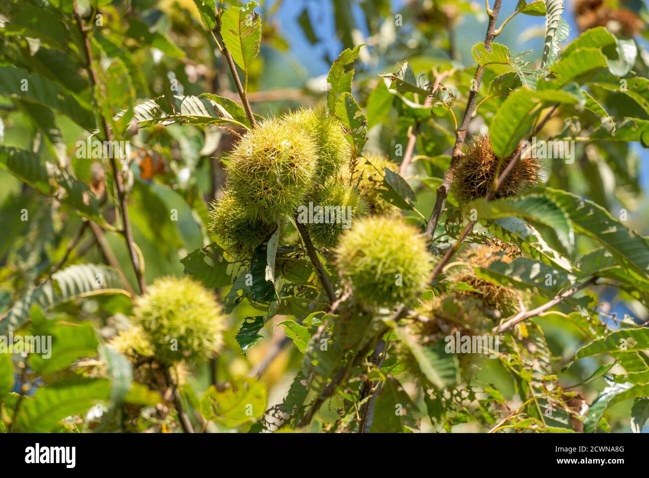 Japanese chestnut on tree in September, Isehara City, Kanagawa ...