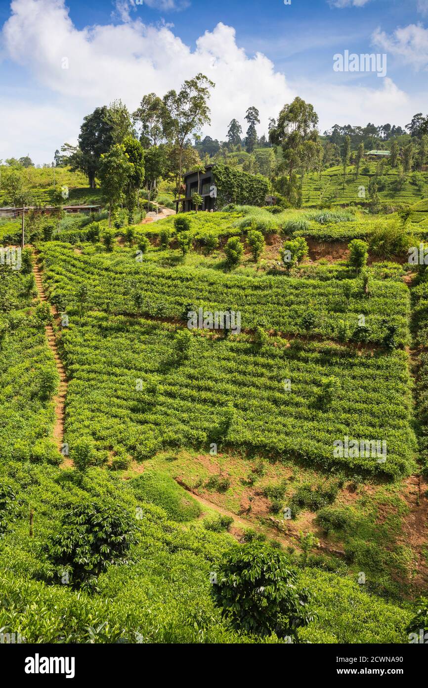 Sri Lanka, Hatton, Castlereagh Lake, Farm Resorts hotel Stock Photo - Alamy