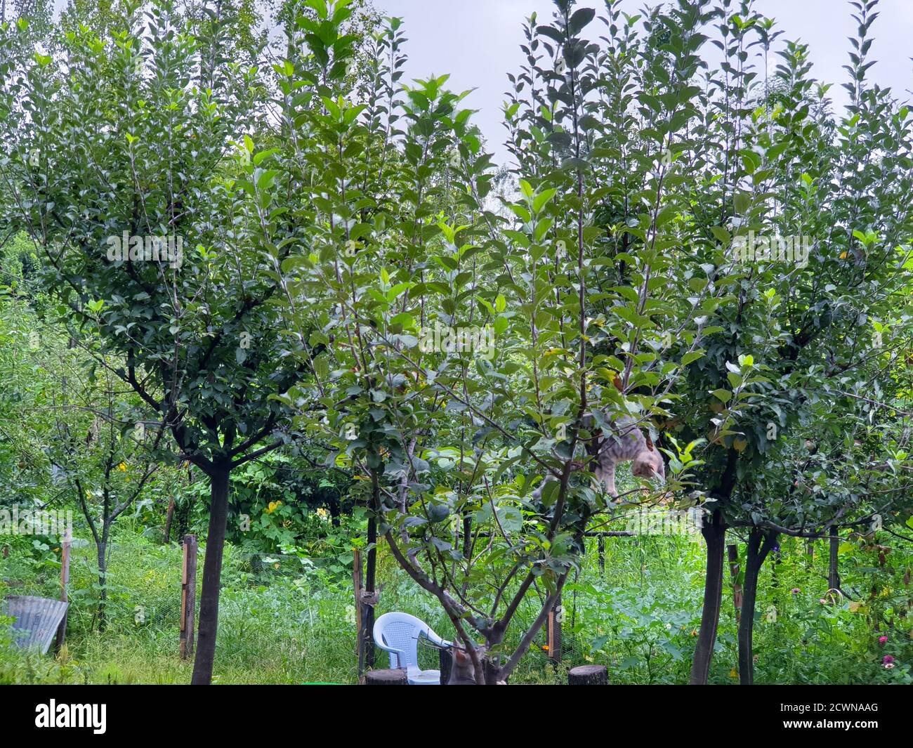 Green vegetable field landscape nature huge beautiful hills and long ...