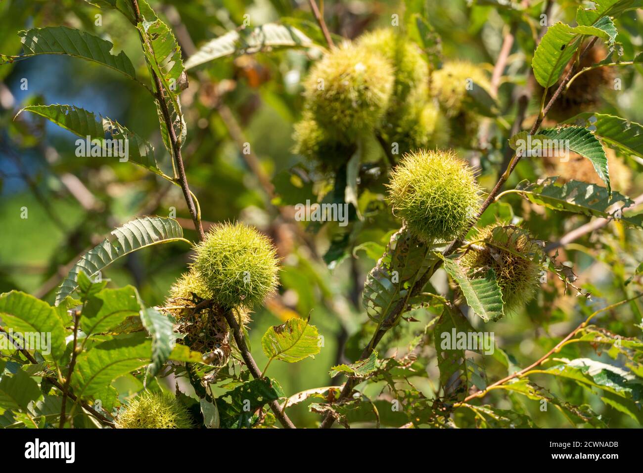 Japanese chestnut on tree in September, Isehara City, Kanagawa ...