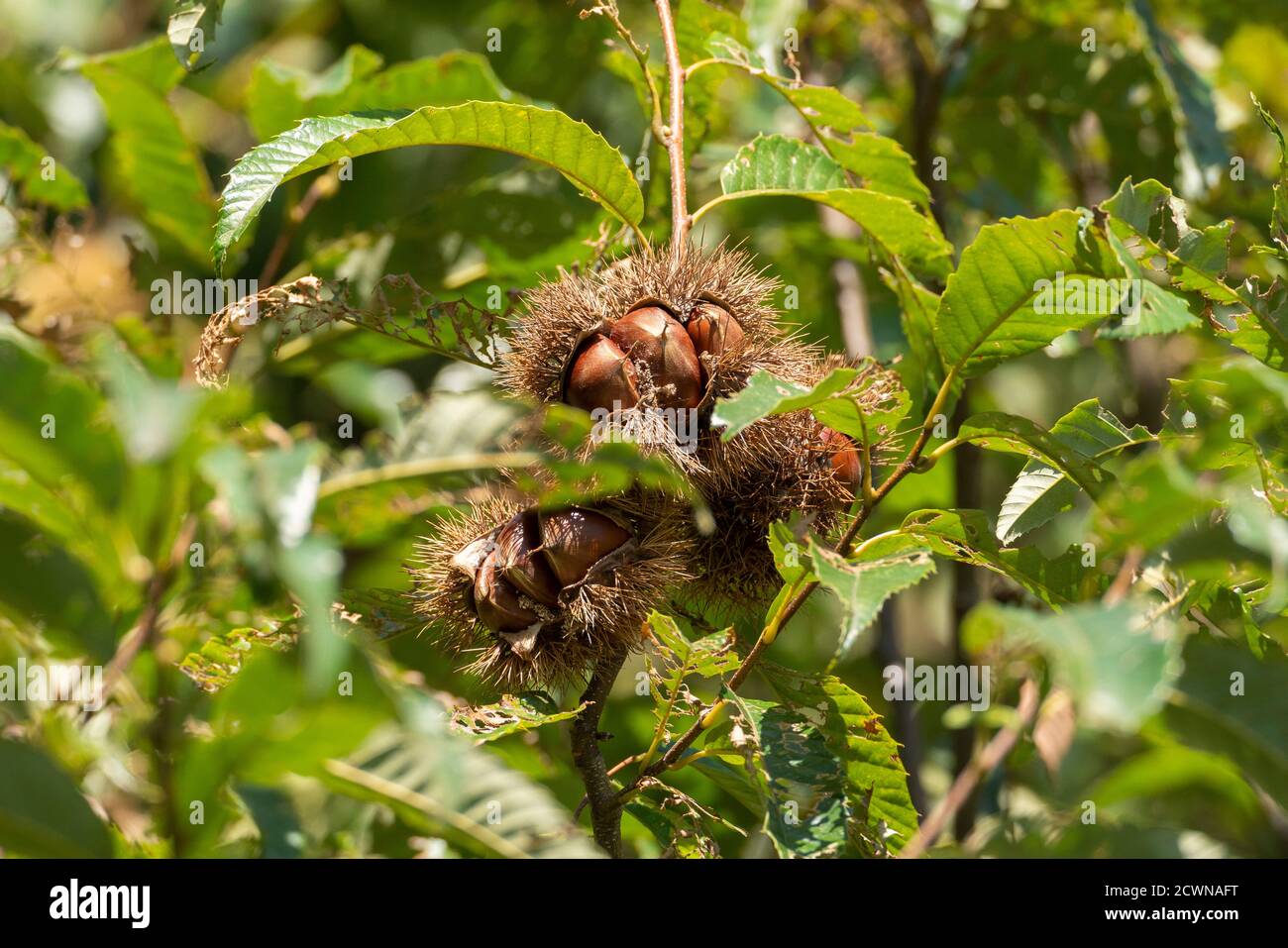 Japanese chestnut on tree in September, Isehara City, Kanagawa ...