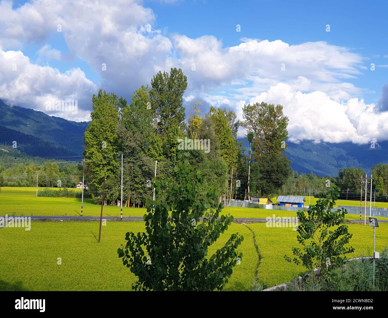 Green vegetable field landscape nature huge beautiful hills and long ...