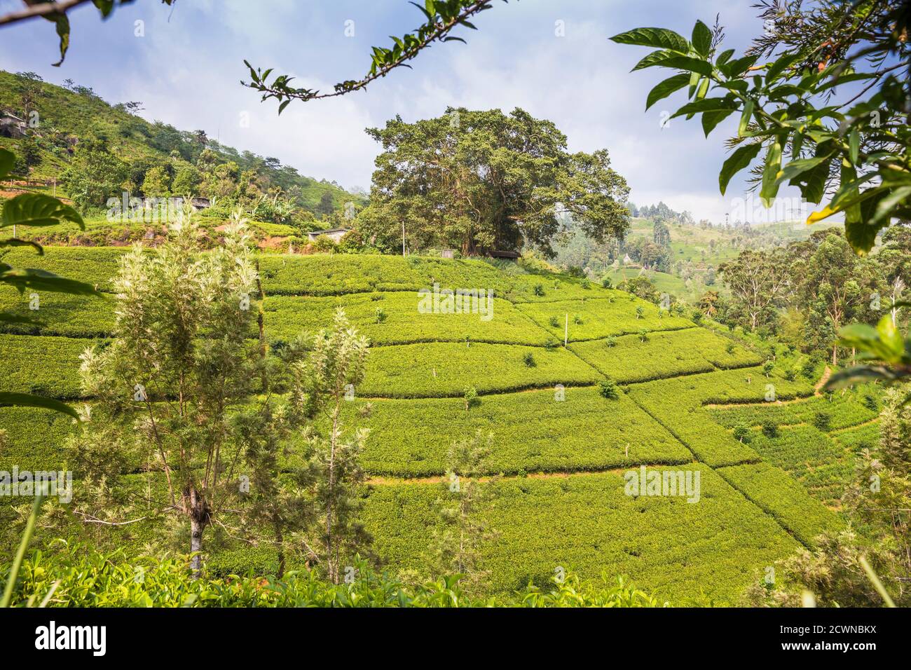 Sri Lanka, Hatton, Castlereagh Lake, Tea Estate Stock Photo - Alamy