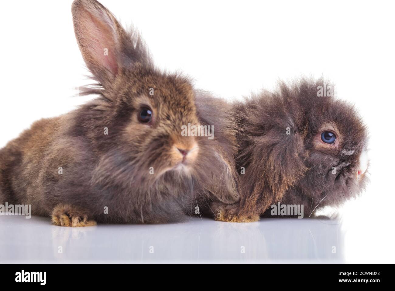 Picture of two cute lion head rabbit bunnys lying down on white studio ...