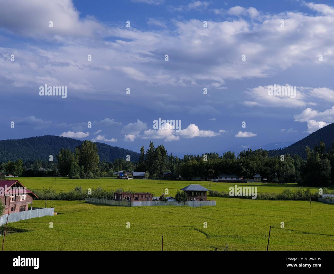 Green vegetable field landscape nature huge beautiful hills and long ...