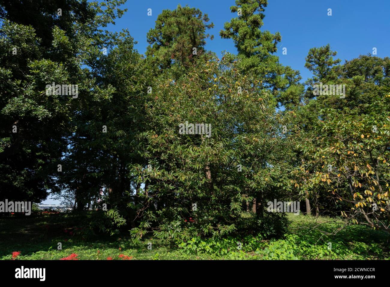 Japanese chestnut on tree in September, Isehara City, Kanagawa ...