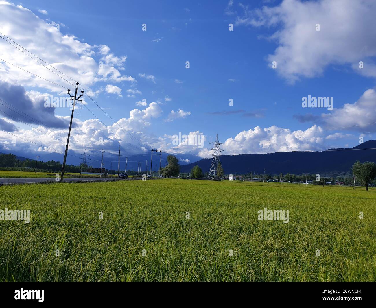 Green vegetable field landscape nature huge beautiful hills and long ...