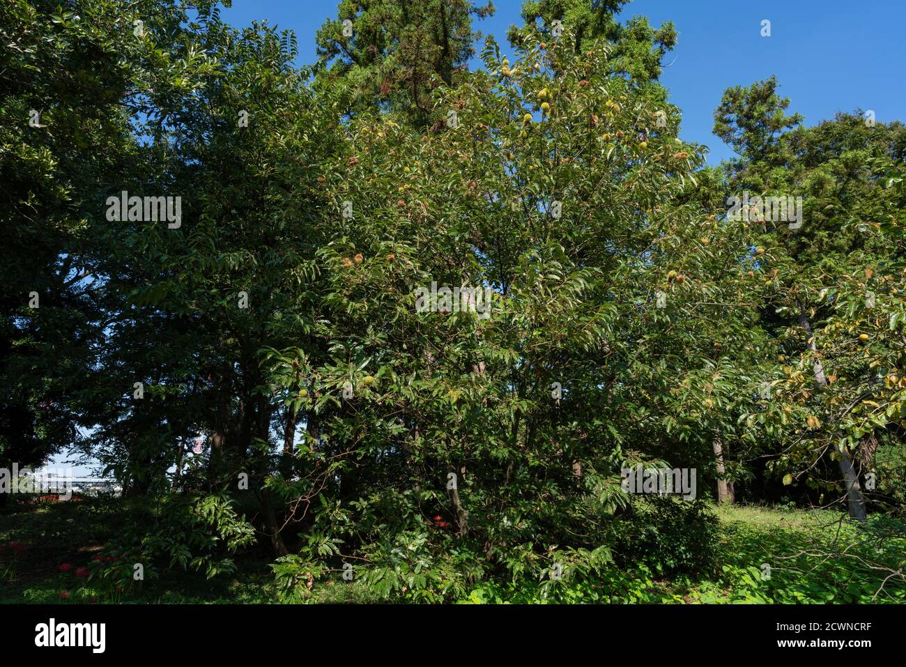 Japanese chestnut on tree in September, Isehara City, Kanagawa ...