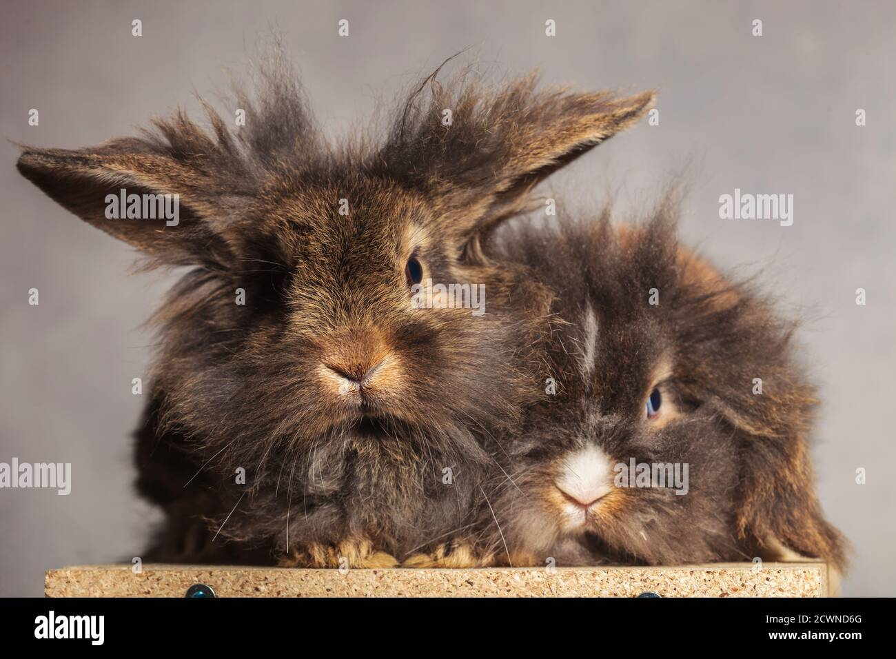 Furry lion head rabbit bunnys looking at the camera while lying on on ...