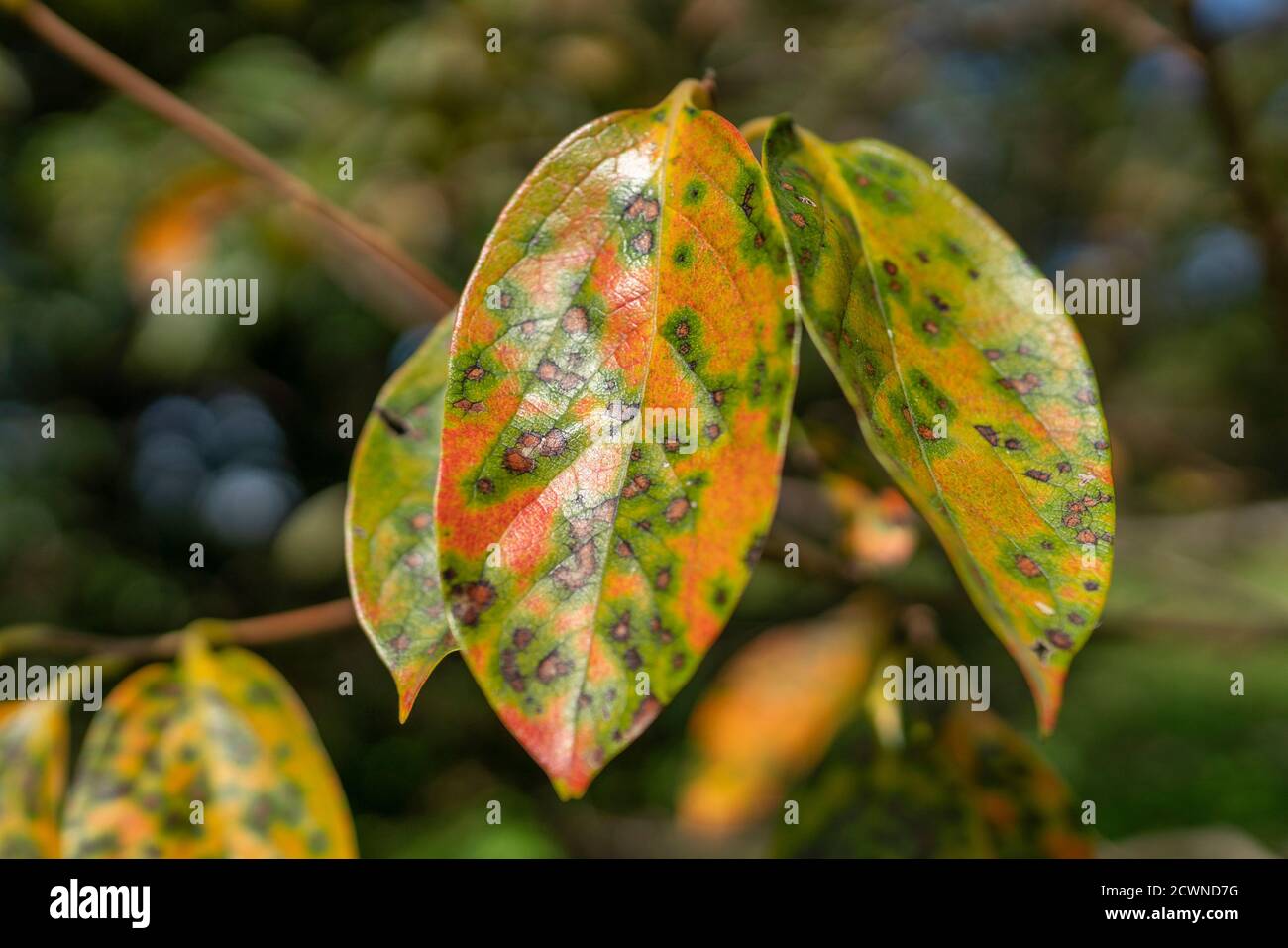 Sick fruits hi-res stock photography and images - Alamy