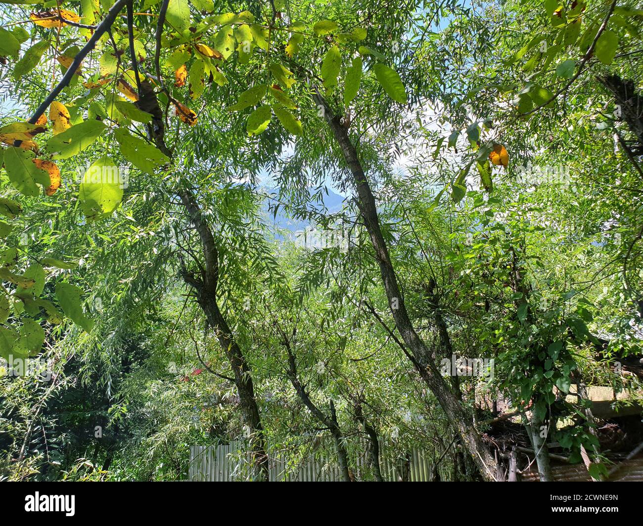 Green vegetable field landscape nature huge beautiful hills and long ...