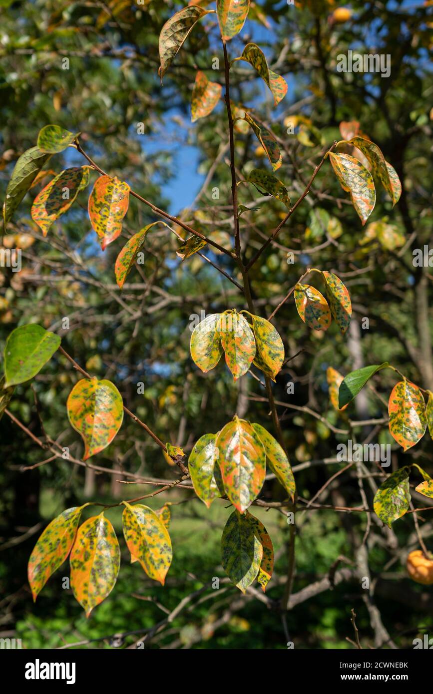 Sick fruits hi-res stock photography and images - Alamy