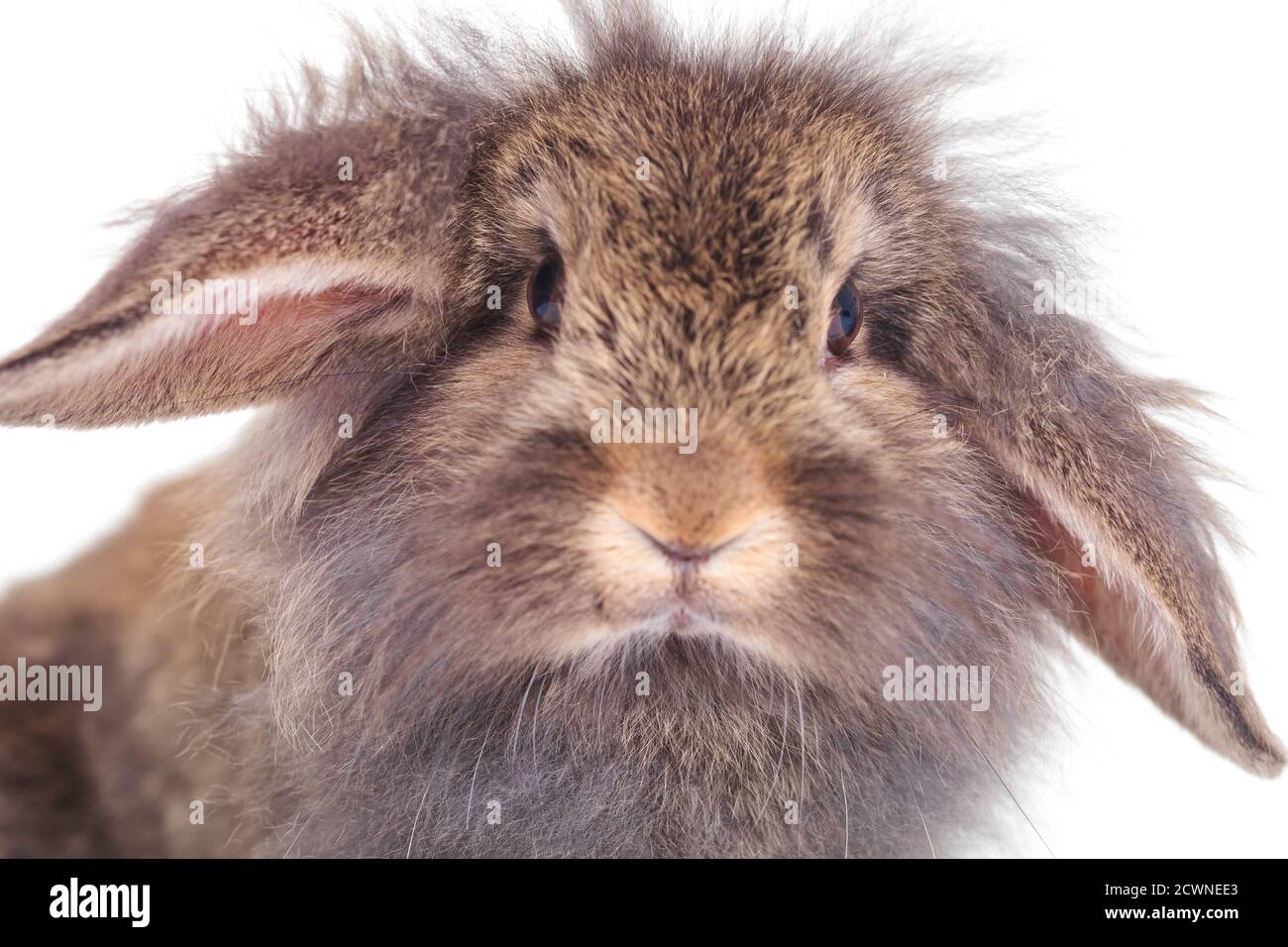 Close up picture of an adorable lion head rabbit bunny looking at the ...