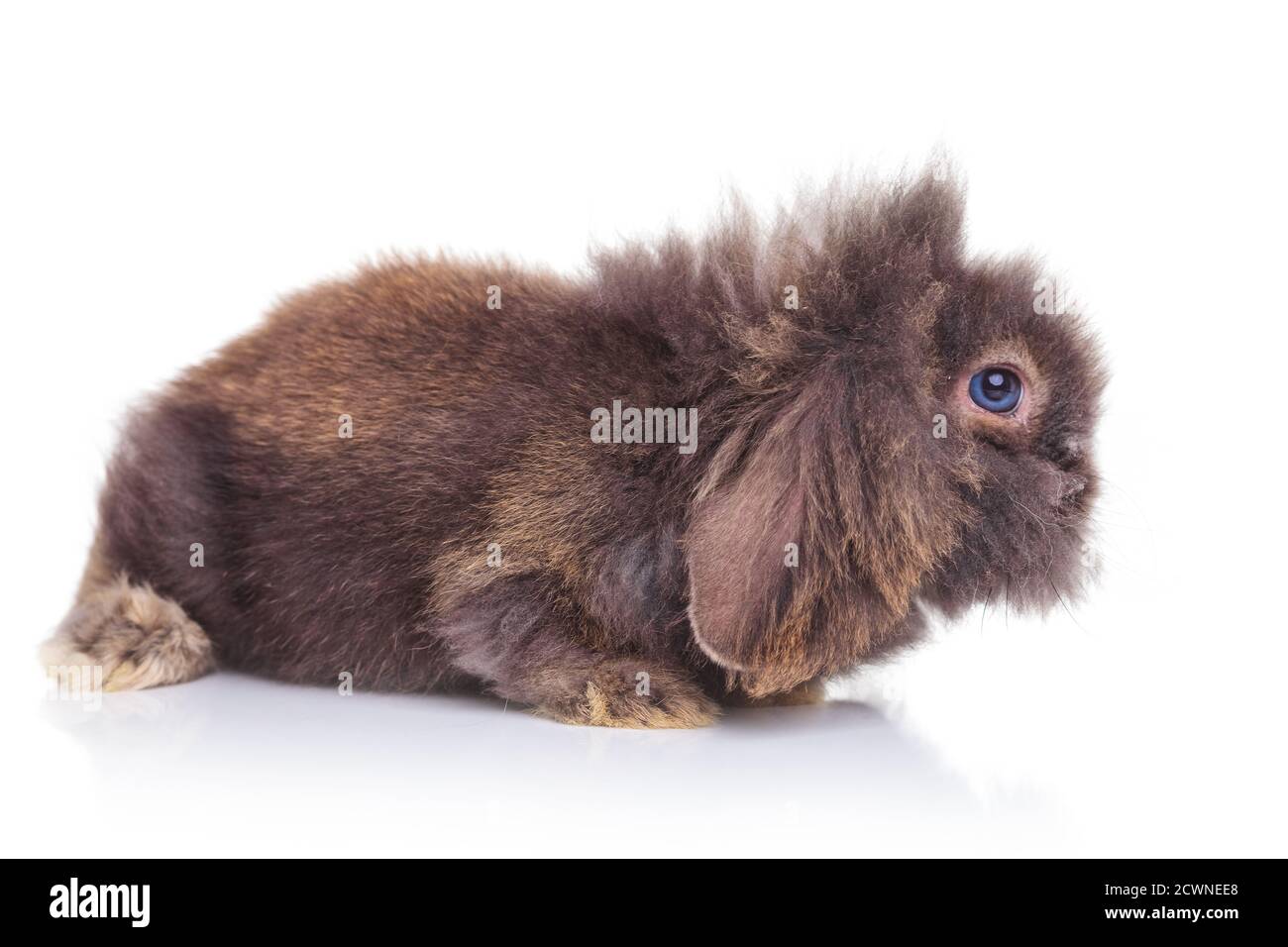 Side view of an adorable rabbit bunny lying on studio background ...