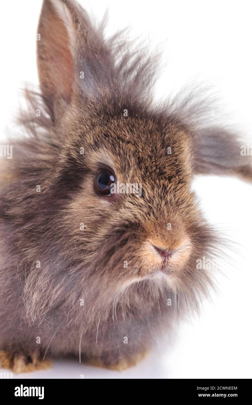 Close up picture of a cute lion head rabbit bunny lying on isolated ...