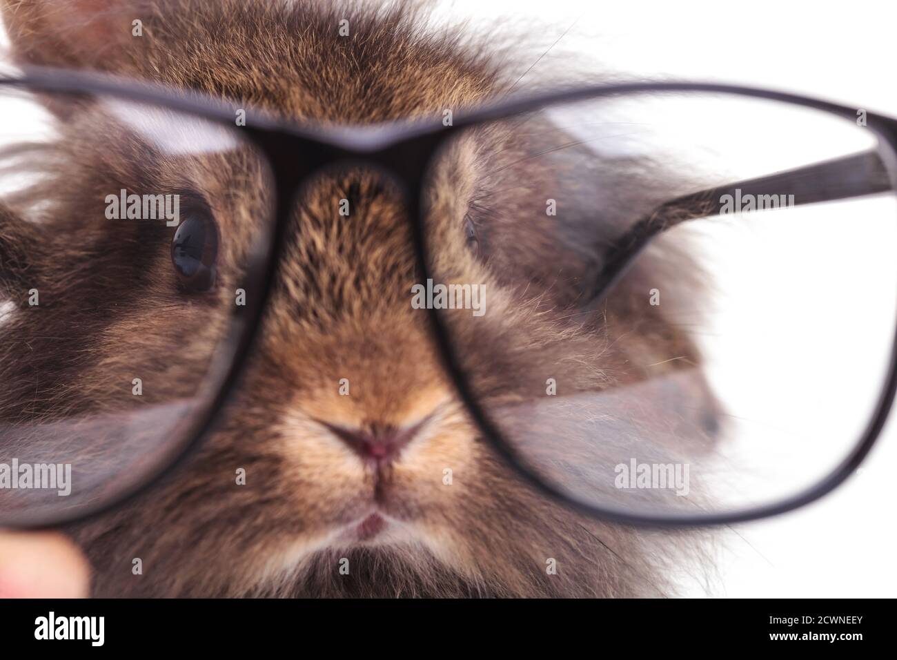 Close up picture of a lion head rabbit bunny wearing glasses Stock ...