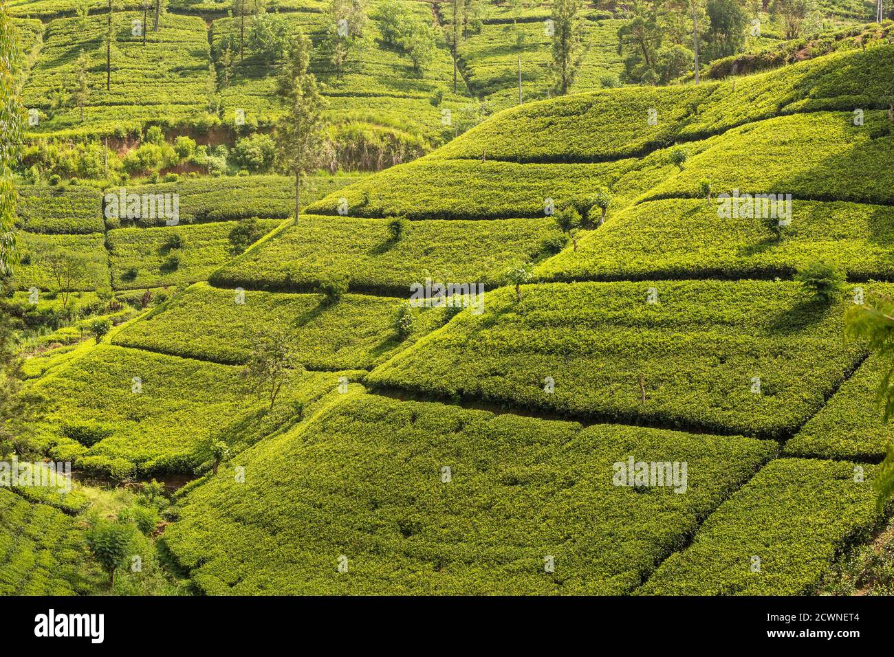 Sri Lanka, Hatton, Castlereagh Lake, Tea Estate Stock Photo - Alamy